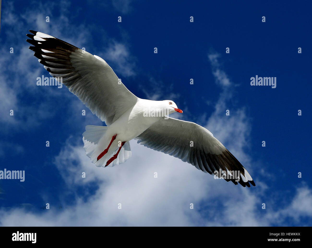 This photograph captures a flying Australian seabird, specifically a ...