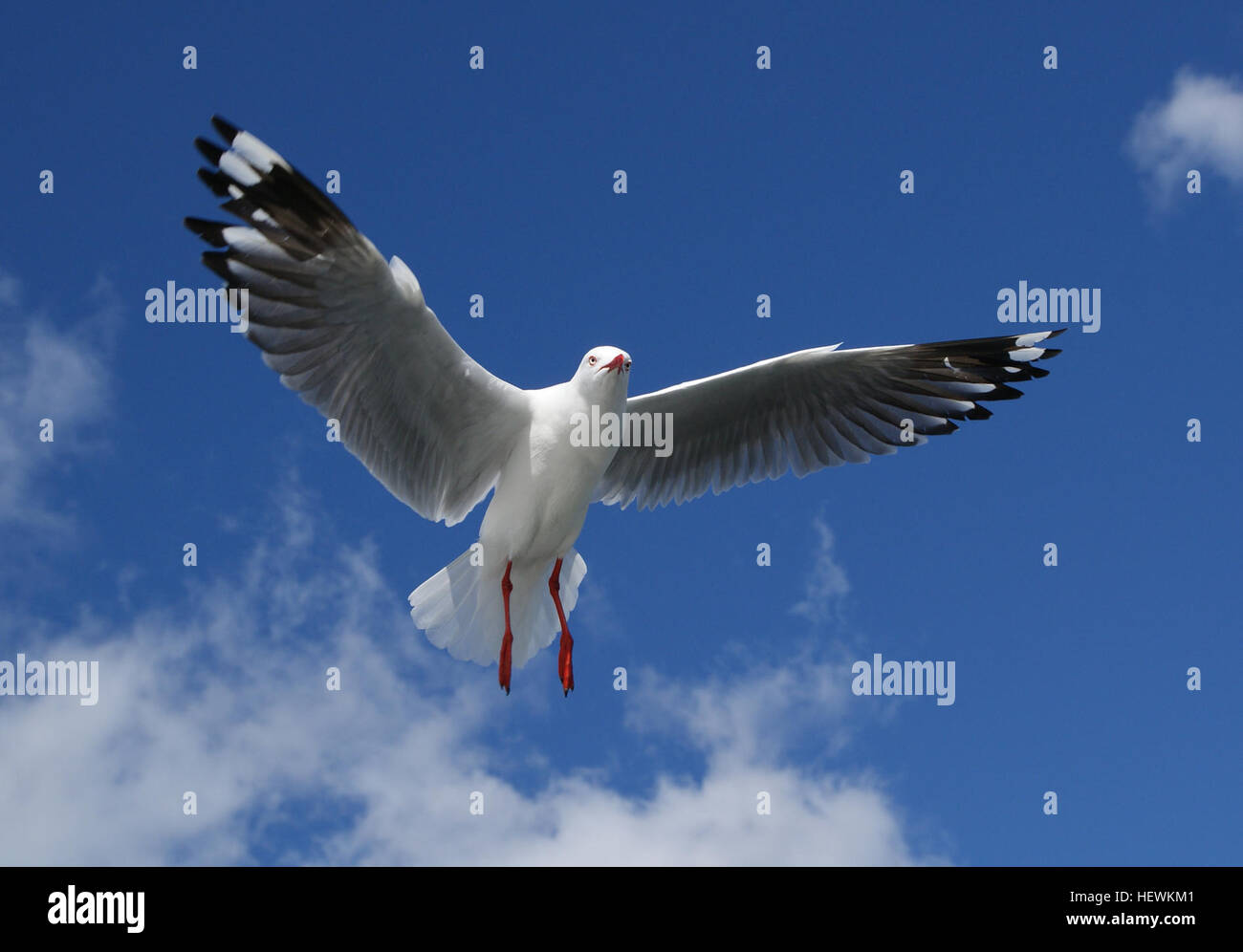 This photograph captures the Silver Gull (Chroicocephalus ...
