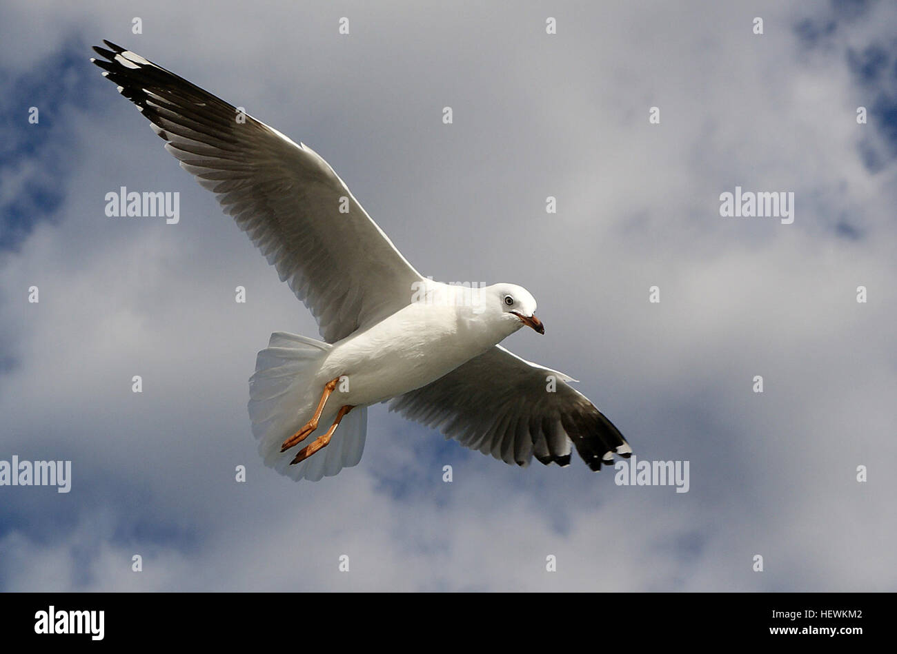 Striking australian bird hi-res stock photography and images - Alamy