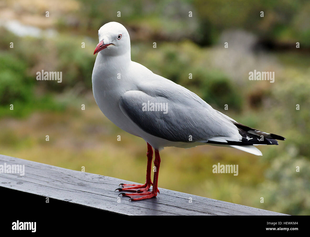 The Red-billed Gull, also known as the Mackerel Gull, is a seabird ...