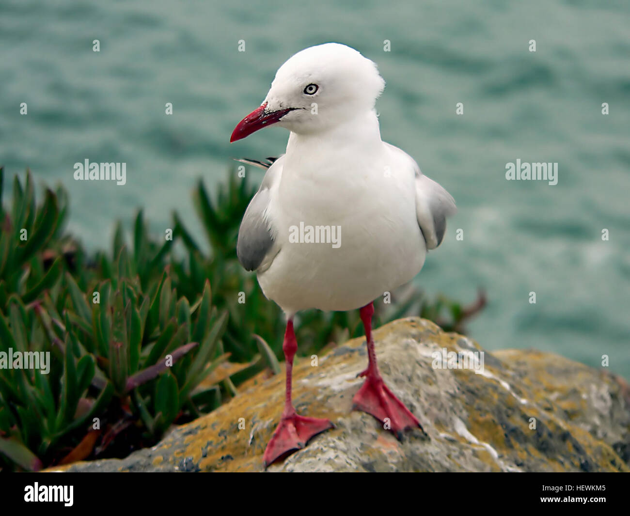 Land gulls hi-res stock photography and images - Alamy