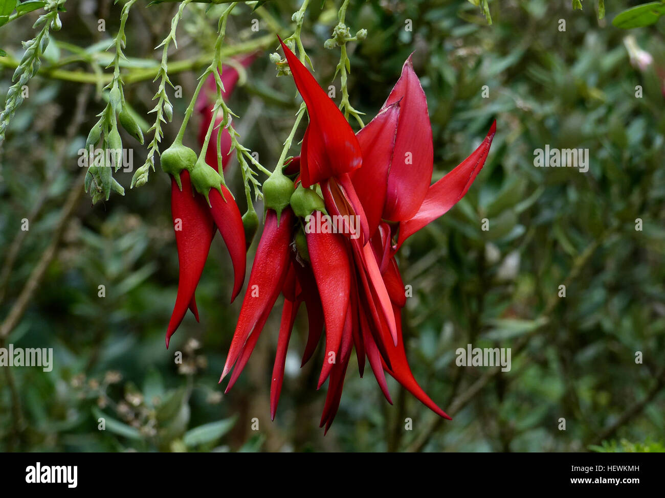 Sprawling habit hi-res stock photography and images - Alamy