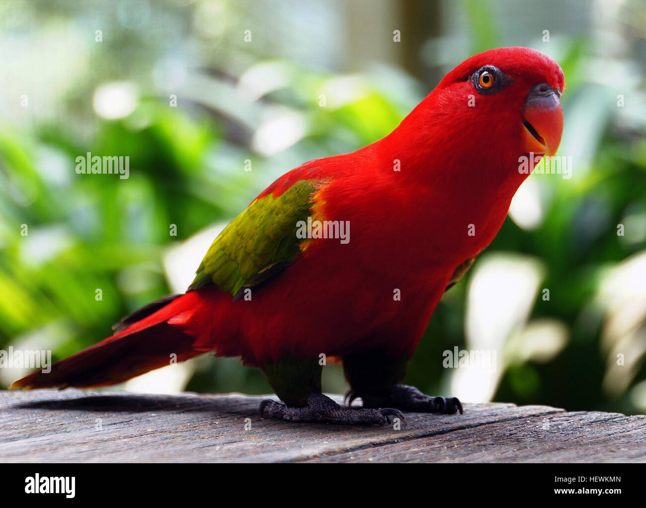 Parrots are highly intelligent birds known for their ability to mimic ...