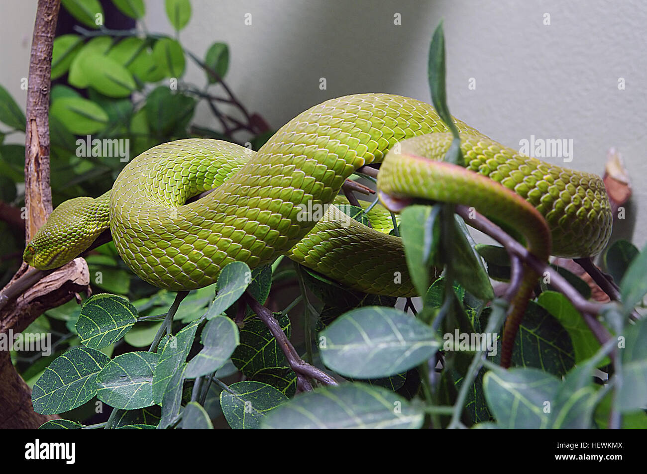Red tailed rat snake hi-res stock photography and images - Alamy