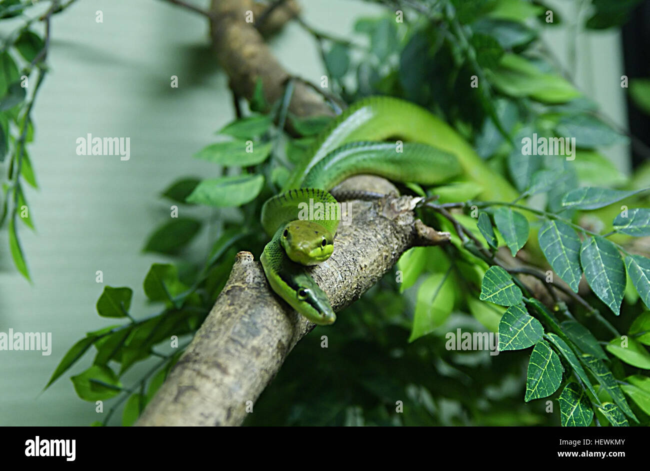 A photograph of a red-tailed rat snake, showcasing its distinctive ...