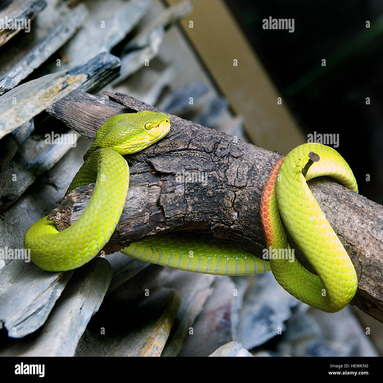 A photograph of the red-tailed rat snake showcases the snake's ...
