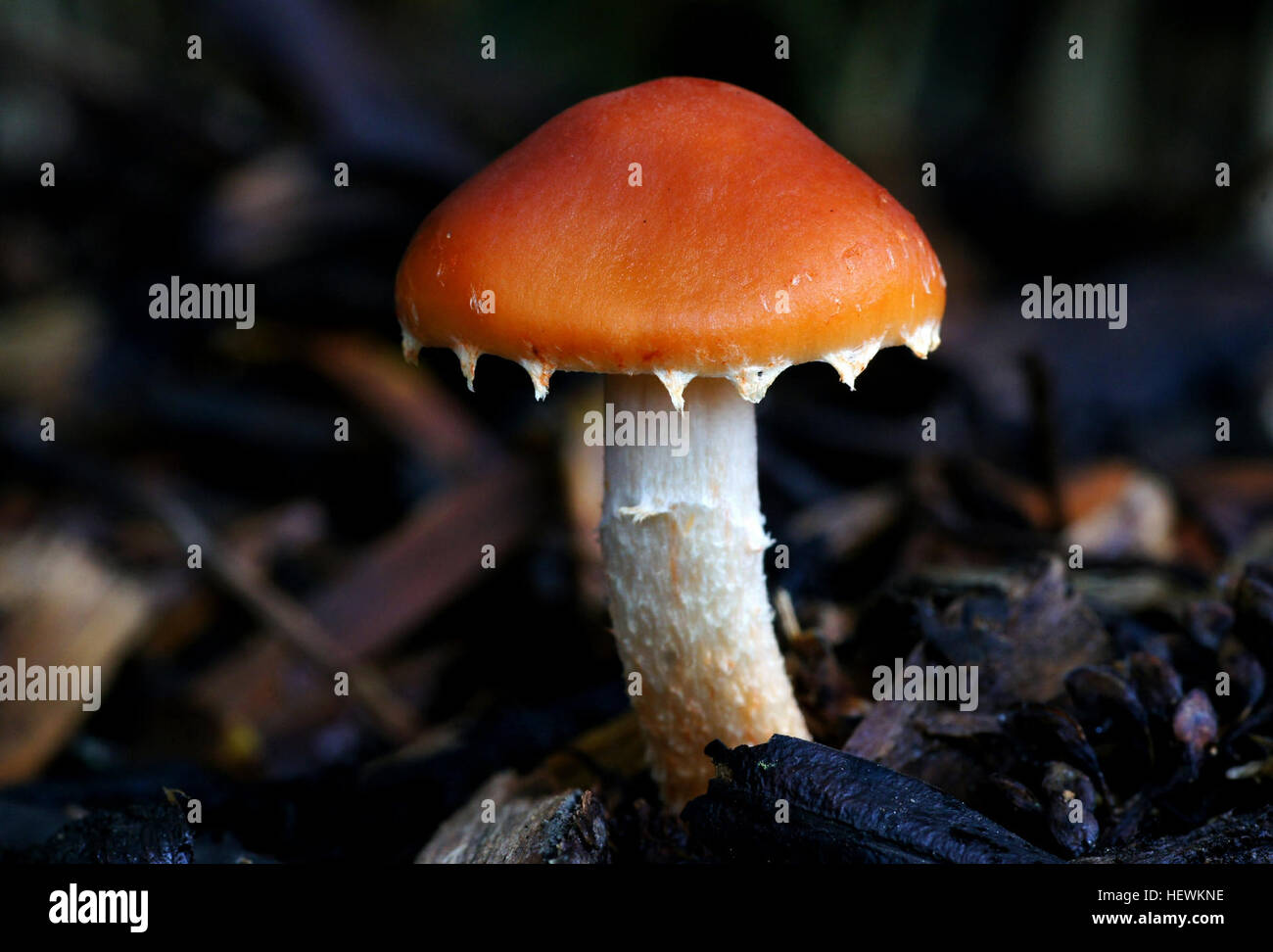 *Leratiomyces ceres*, or the Redlead Roundhead, is a species of ...