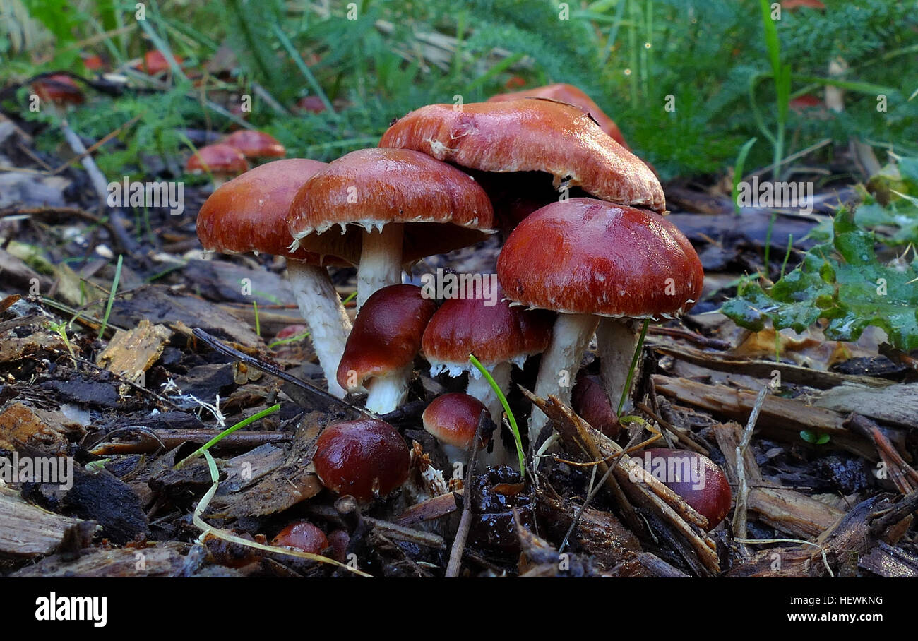 Leratiomyces ceres, also known as the Redlead Roundhead, is a species ...