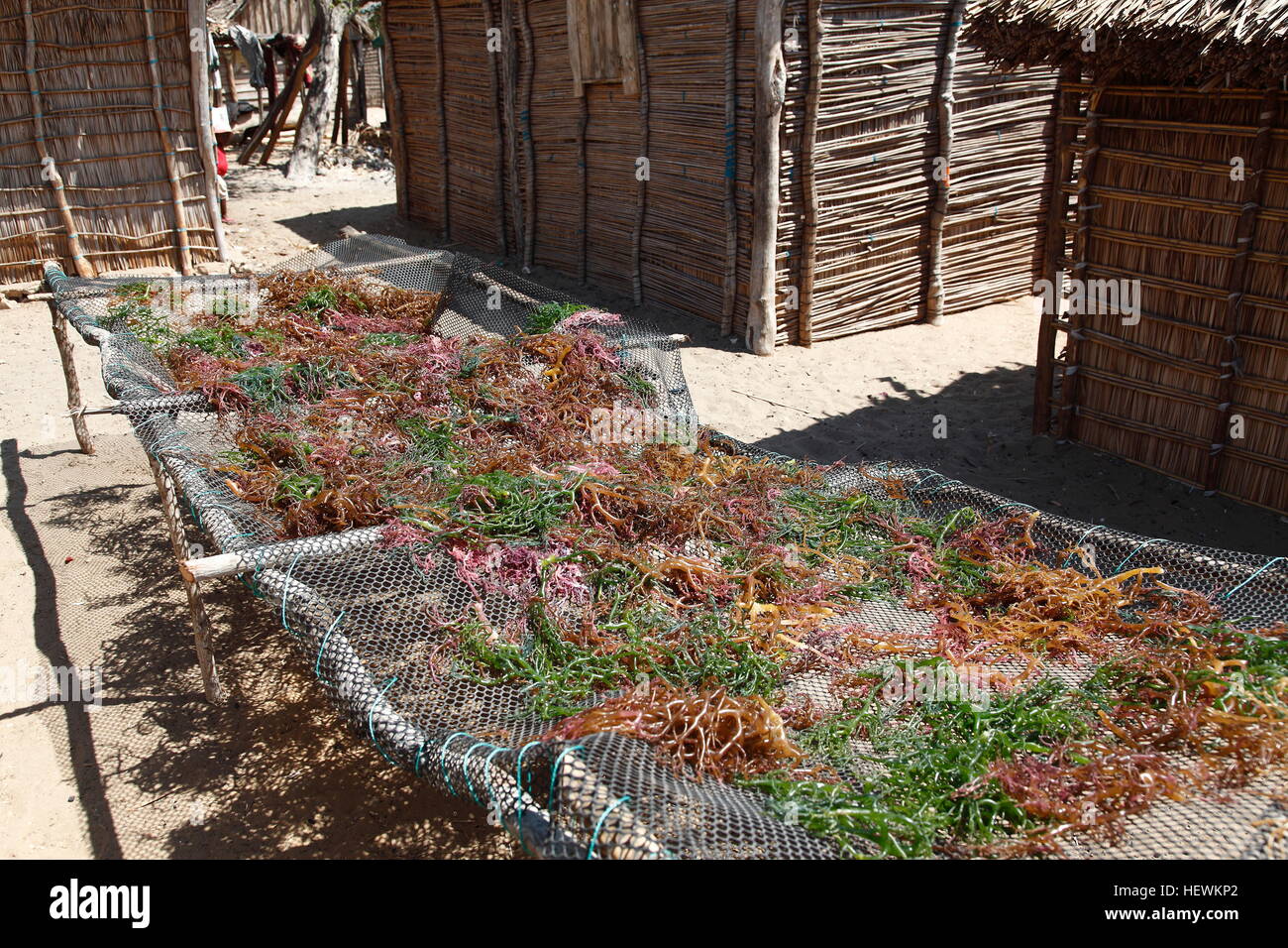 Drying seaweed on racks in the fishing village of Ifaty Stock Photo - Alamy
