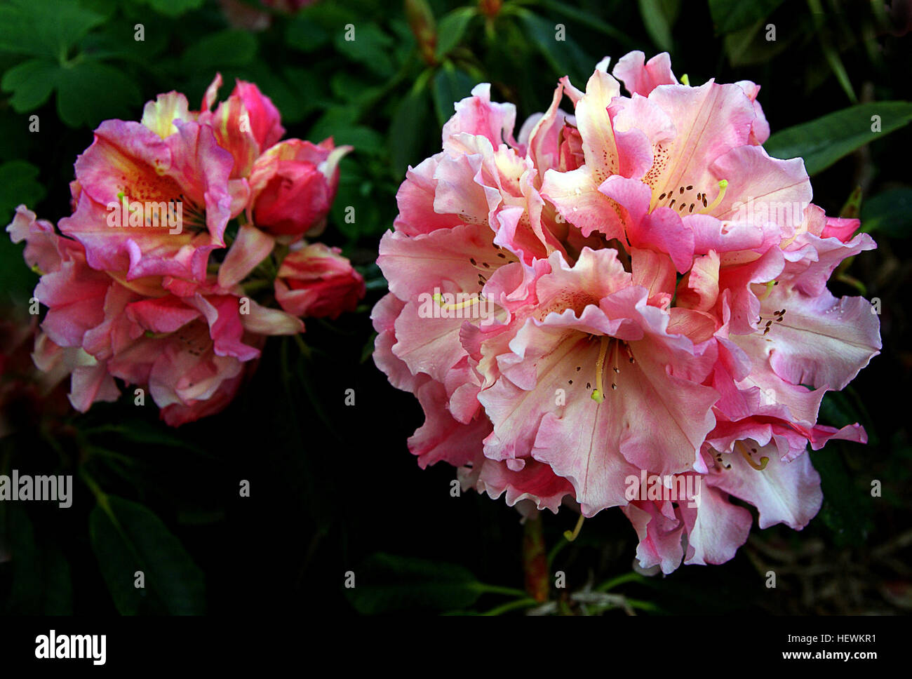 Rhododendron identification hi-res stock photography and images - Alamy