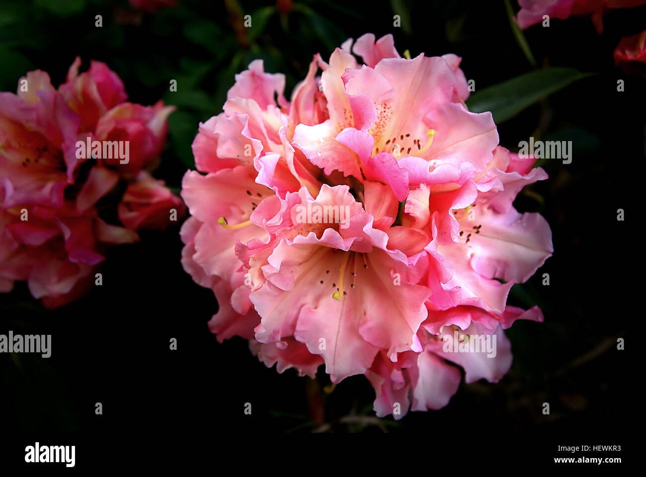 The 'Rhododendron bambino' photograph showcases a detailed close-up of ...