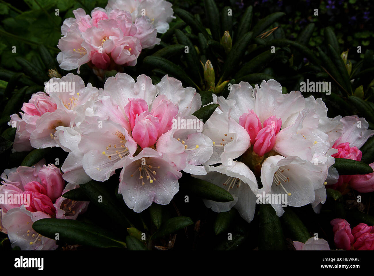 This image showcases the flowering process of a Rhododendron variety ...