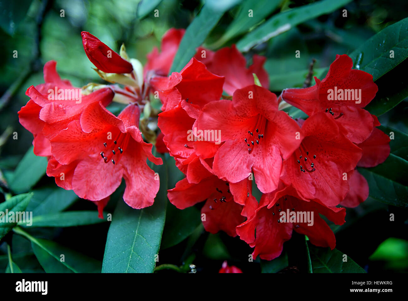 A photograph showcasing the vibrant blooms of rhododendron flowers ...