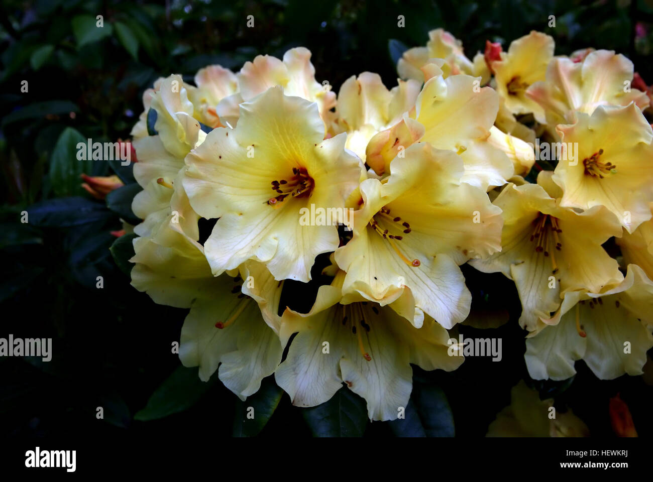 Yellow rhododendrons add warmth to the garden. While good yellow ...