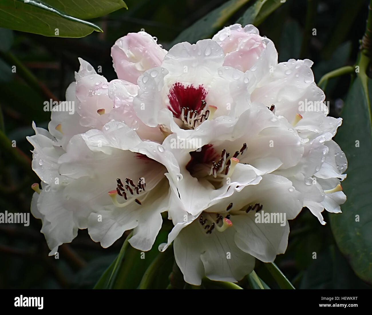 Rhododendron forests hi-res stock photography and images - Alamy