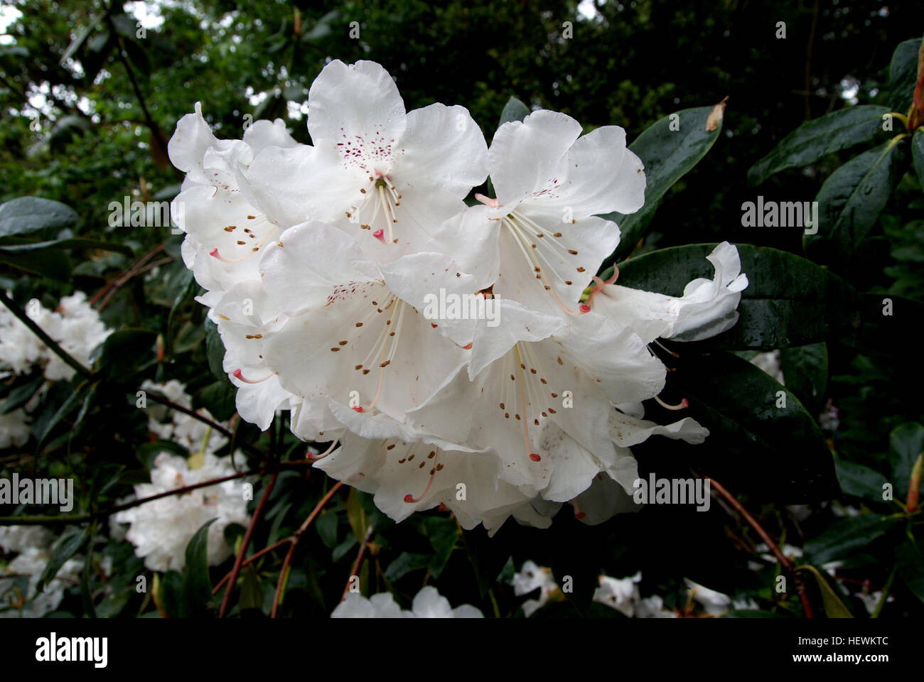 Rhododendron pseudochrtsanthum hi-res stock photography and images - Alamy