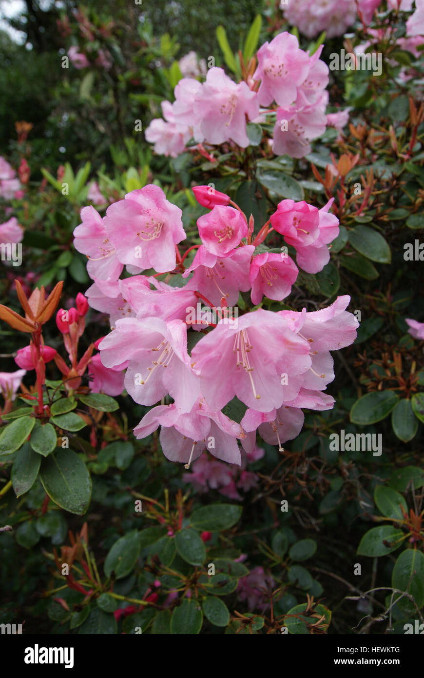 This photograph captures the delicate beauty of Rhododendron Bow Bells ...