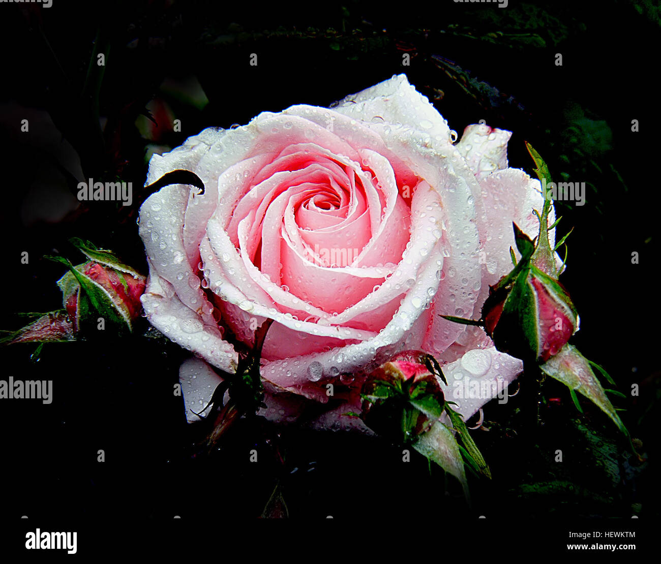 Roses are woody perennials in the genus Rosa, with over 100 species ...