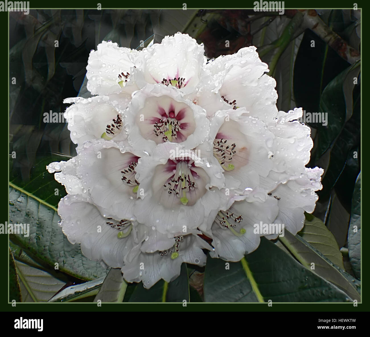 Rhododendron Protistum High Resolution Stock Photography and Images - Alamy