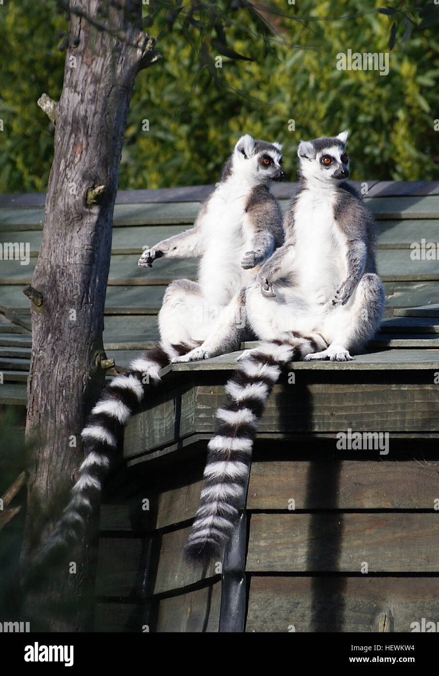 Prominent species hi-res stock photography and images - Alamy