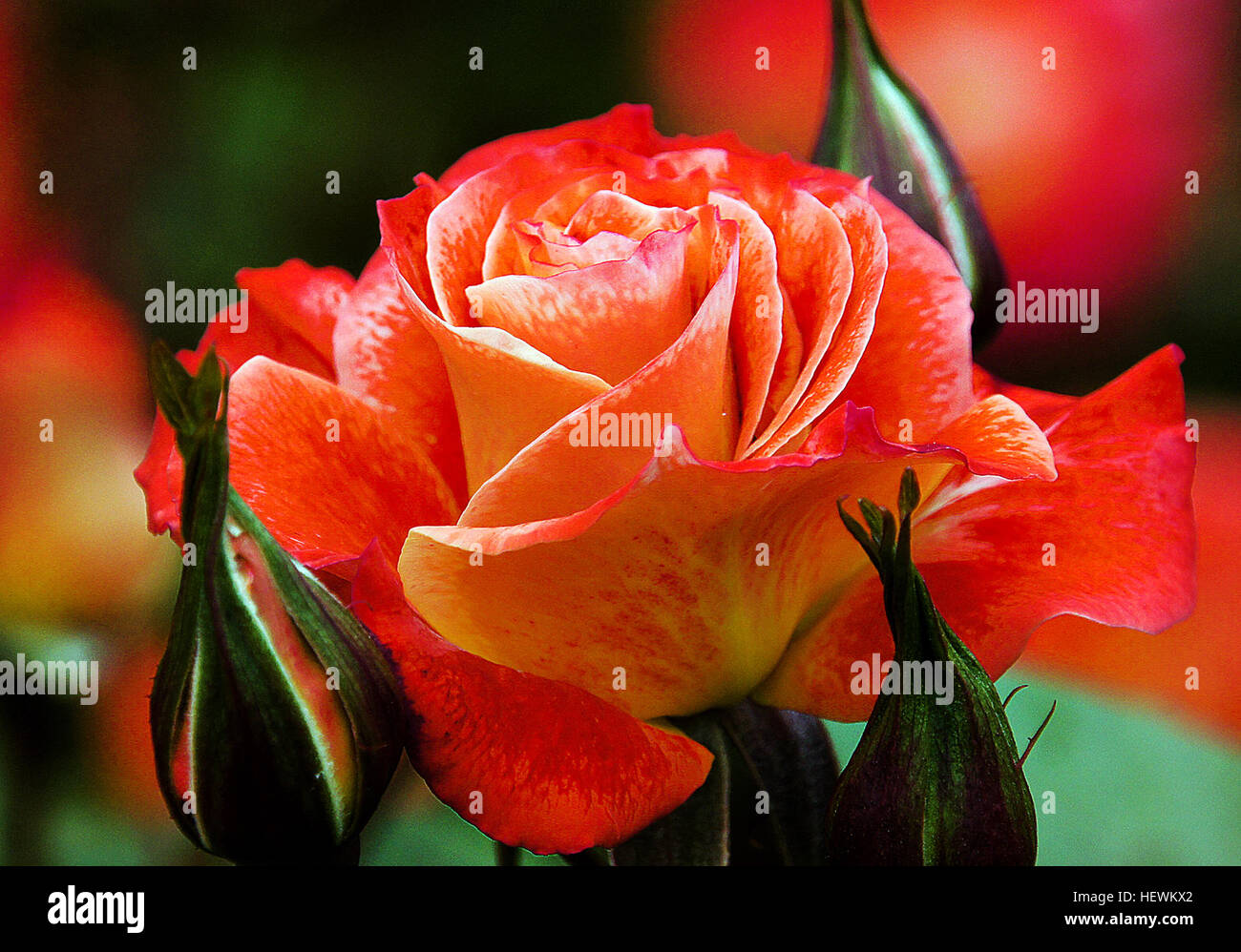 'Hyakuninisshu 087' is an artwork from the famous collection of 100 ...