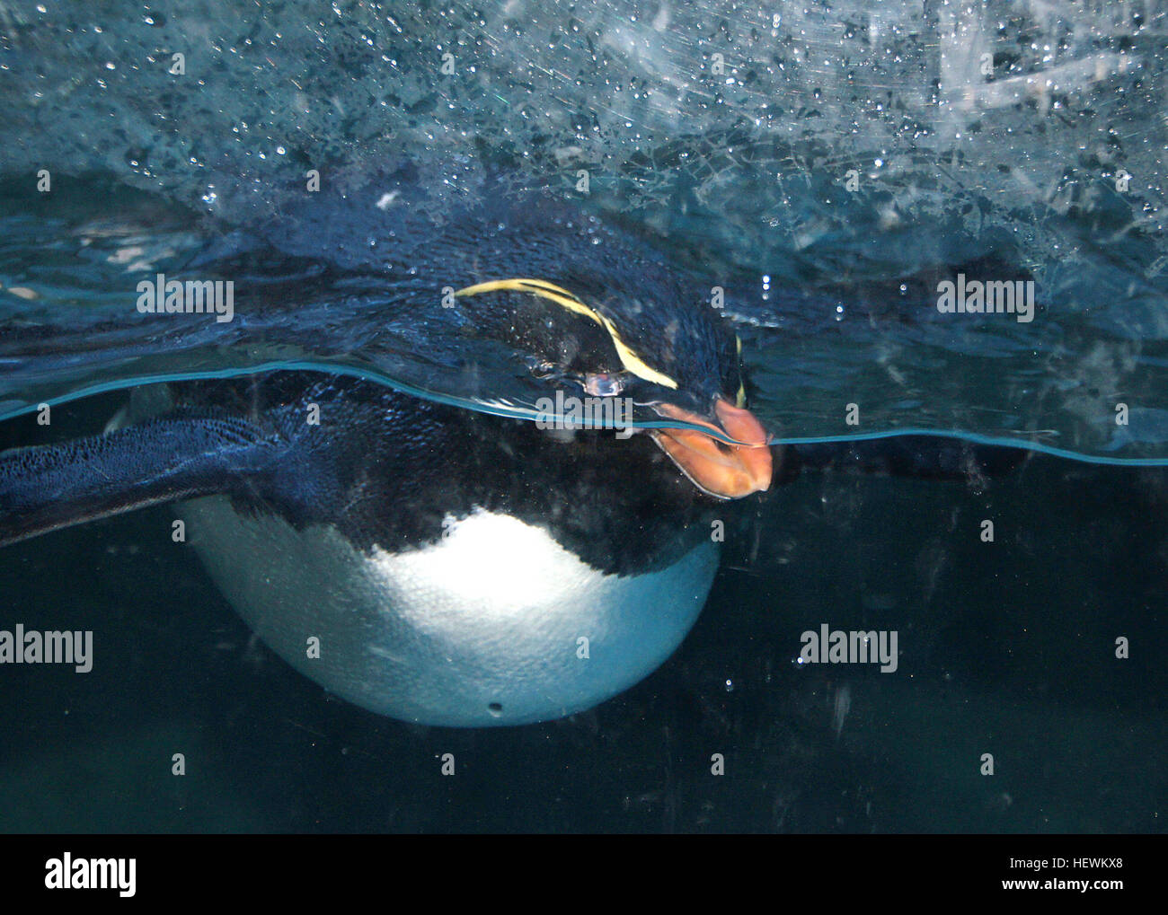 Eastern rockhopper penguin hi-res stock photography and images - Alamy
