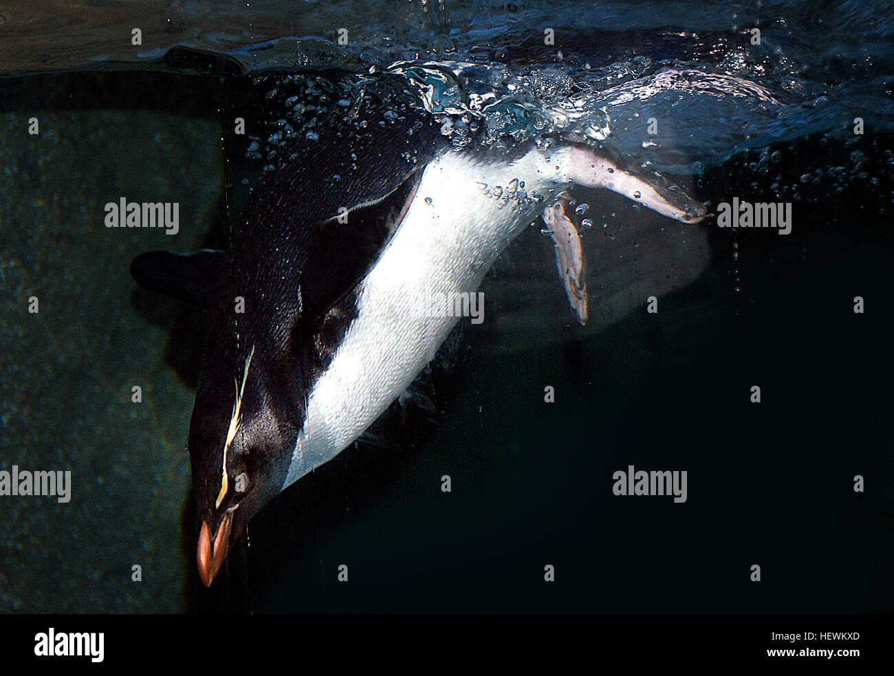 Eastern rockhopper penguin hi-res stock photography and images - Alamy