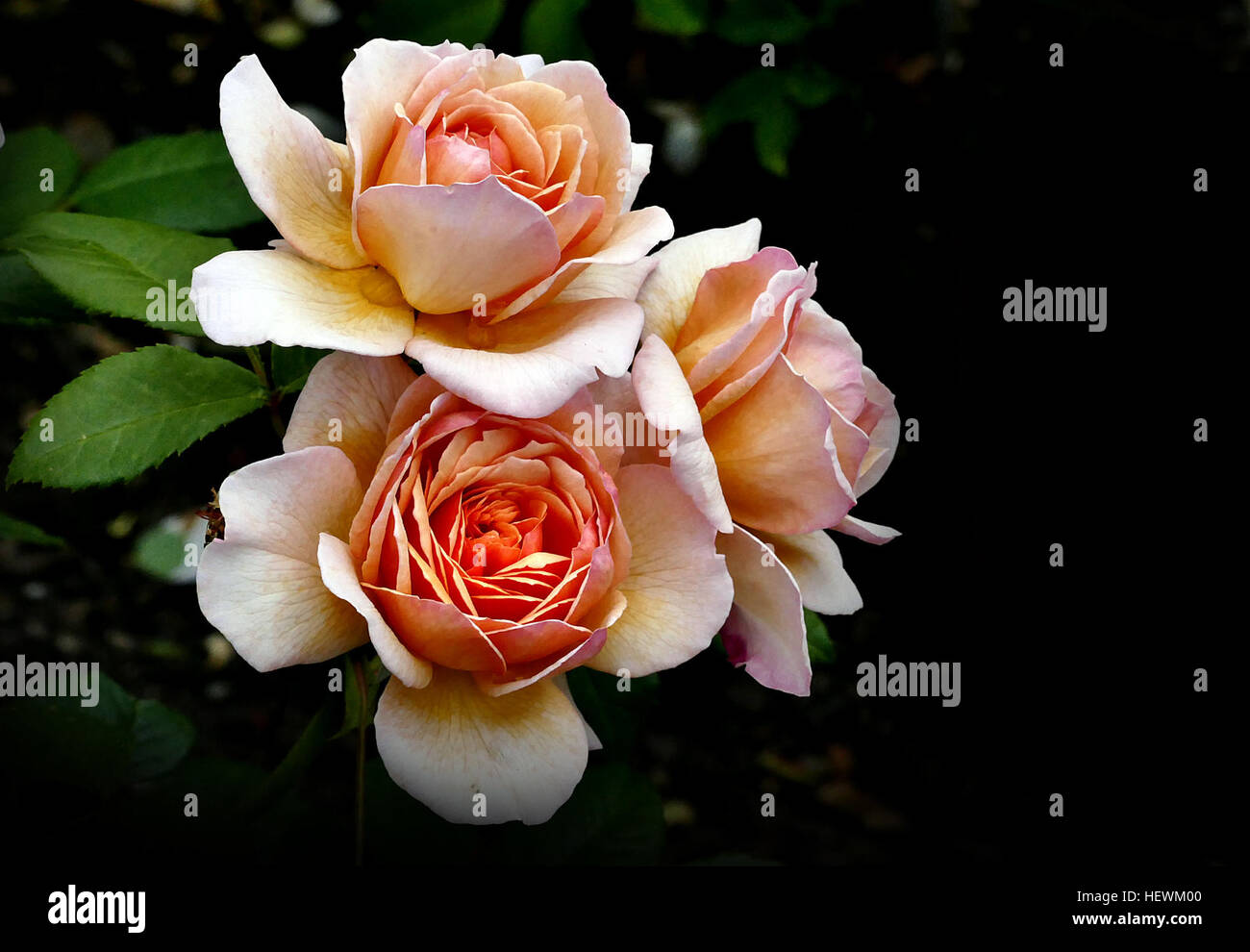 David austin fragrant english rose hi-res stock photography and images ...