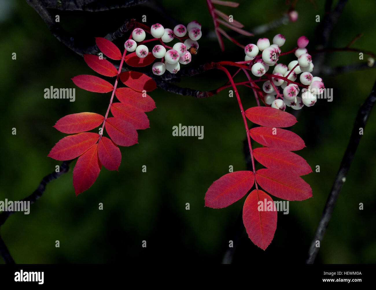 Chinese mountain ash trees hi-res stock photography and images - Alamy