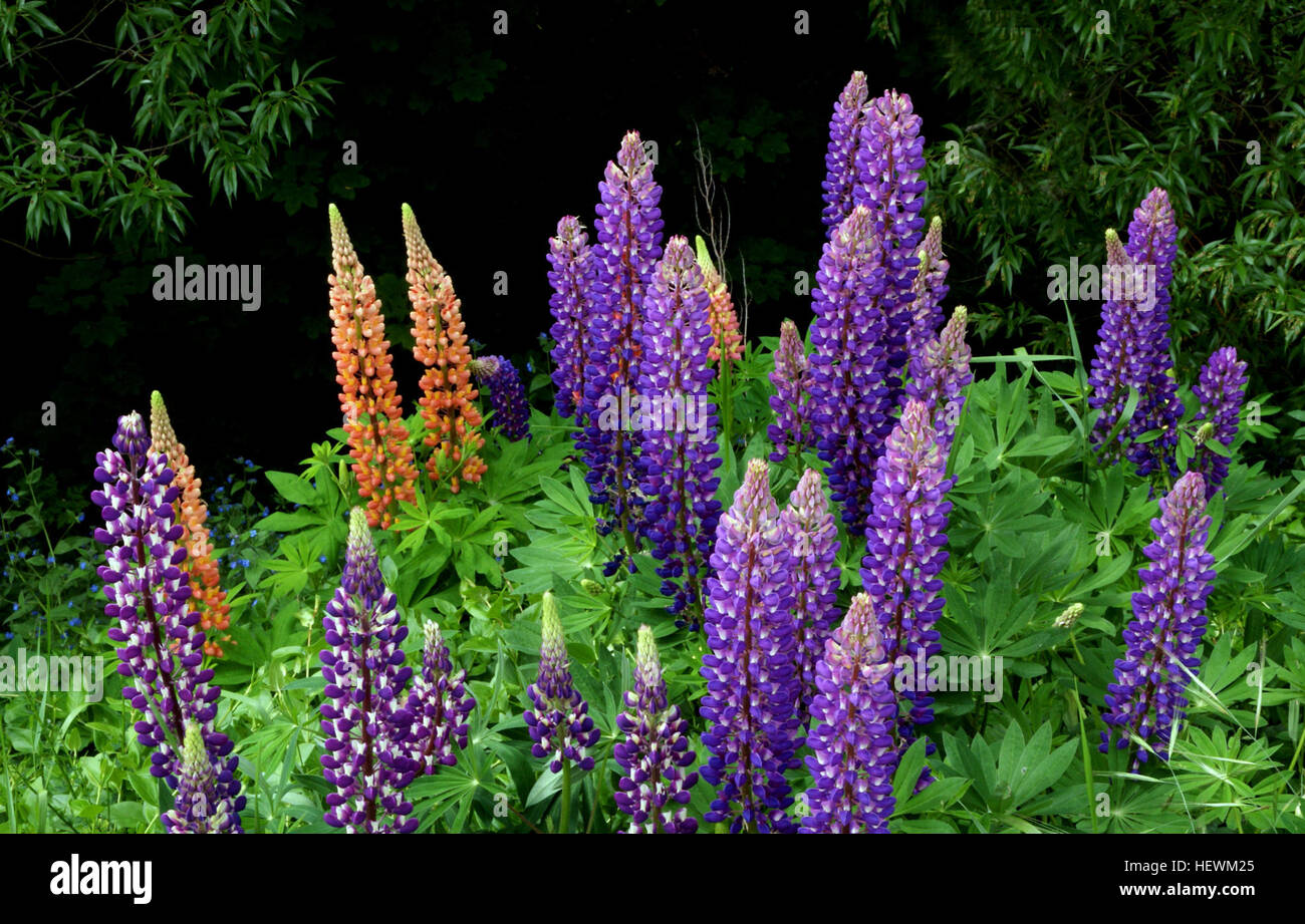 Pink pea like flower hi-res stock photography and images - Alamy