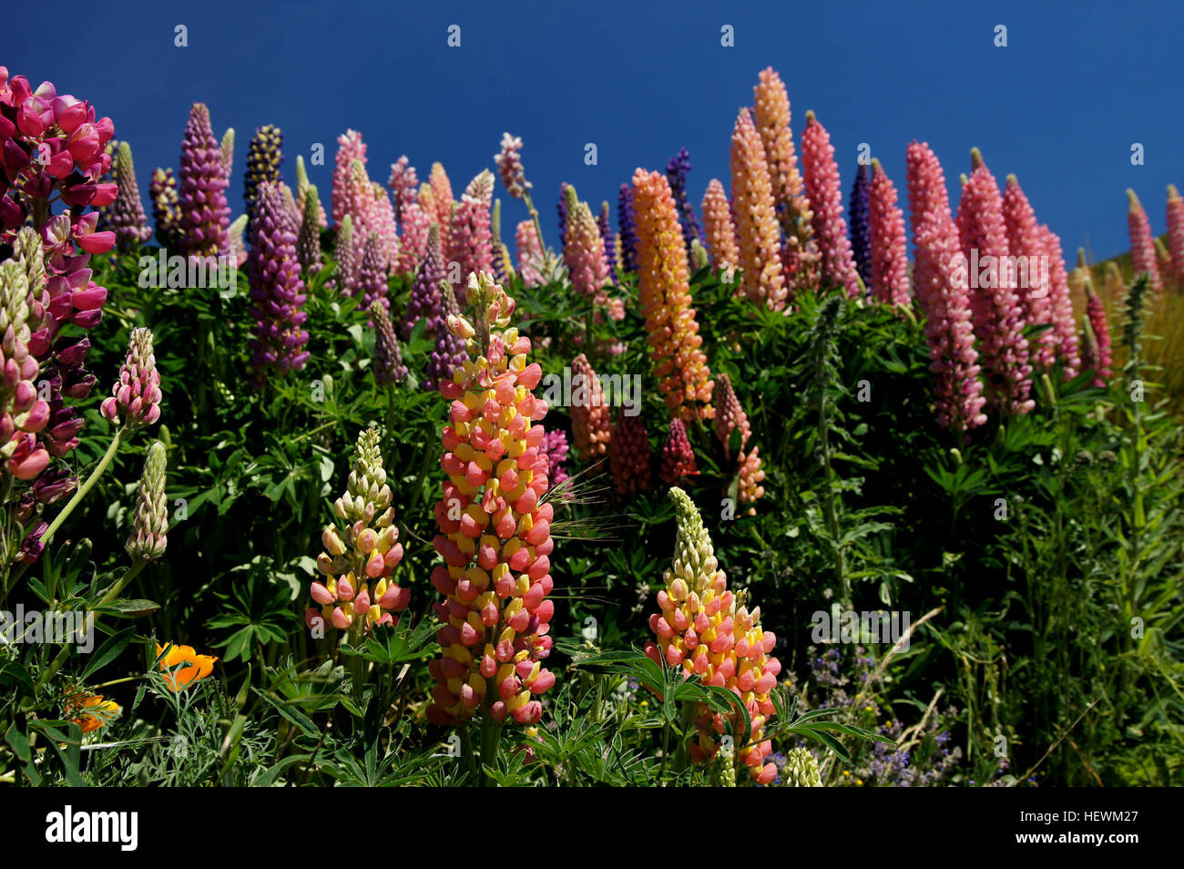The image features the Russell lupin (*Lupinus polyphyllus*), a ...