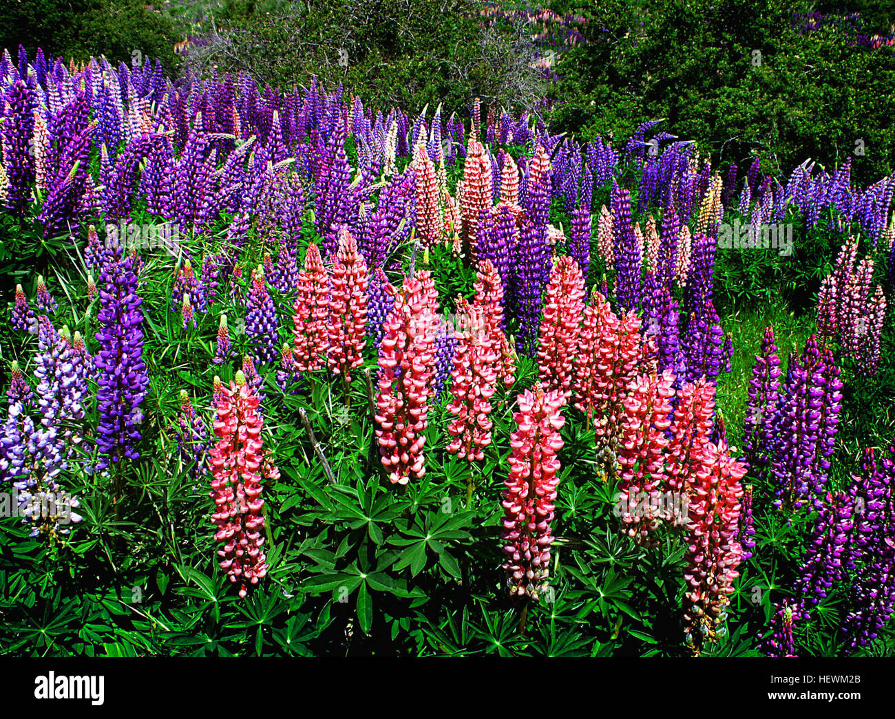 Roadside flowers hi-res stock photography and images - Alamy