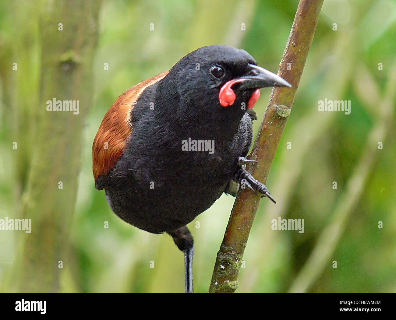 The Saddleback (Philesturnus carunculatus) is a bird species native to ...