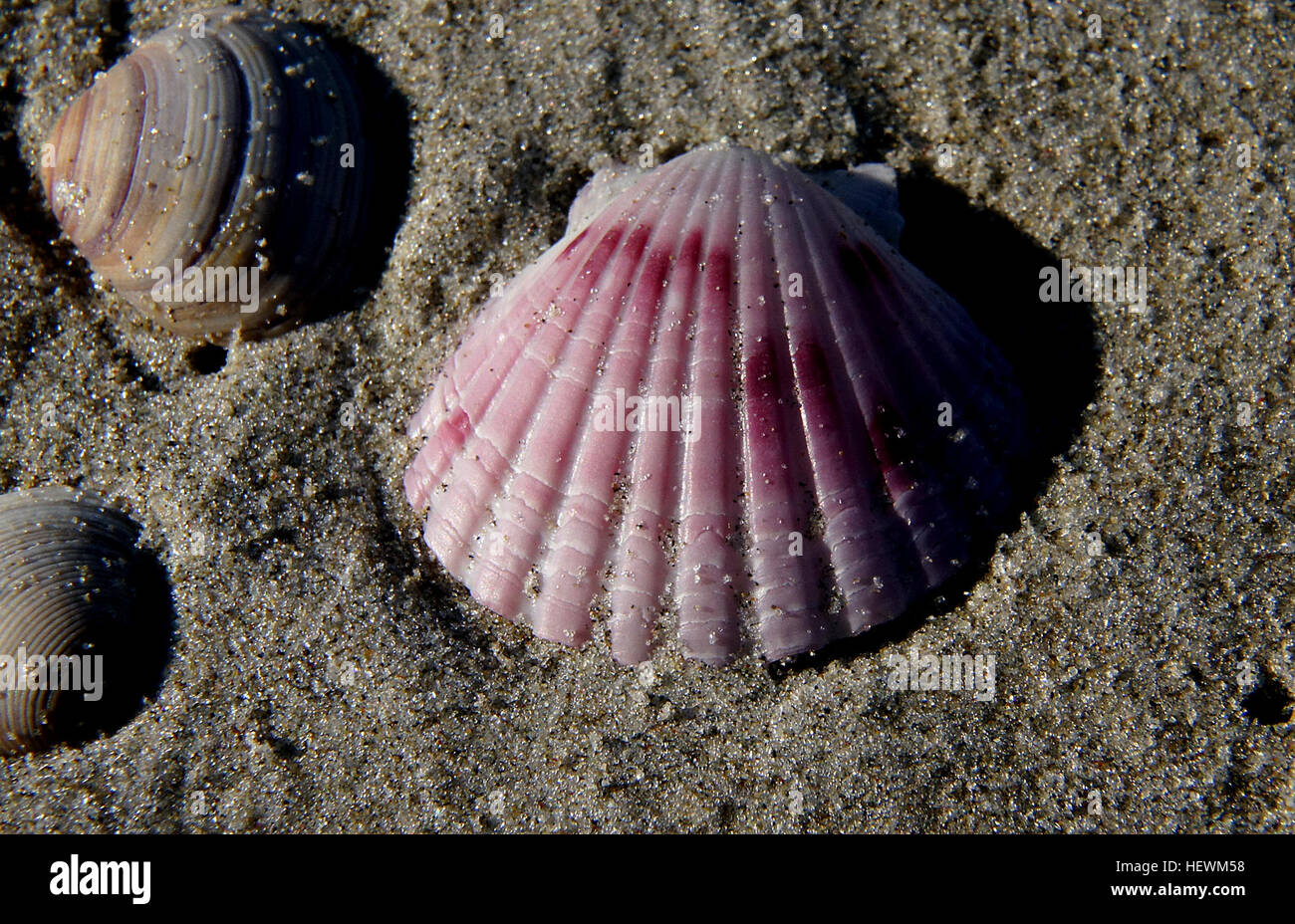 Phylum mollusca hi-res stock photography and images - Alamy