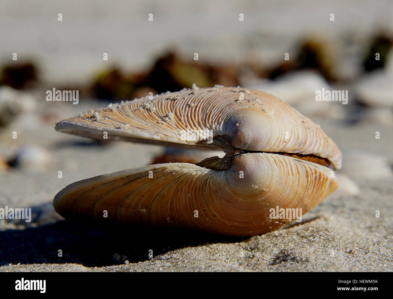This image of a beach scene includes close-up views of various sea ...