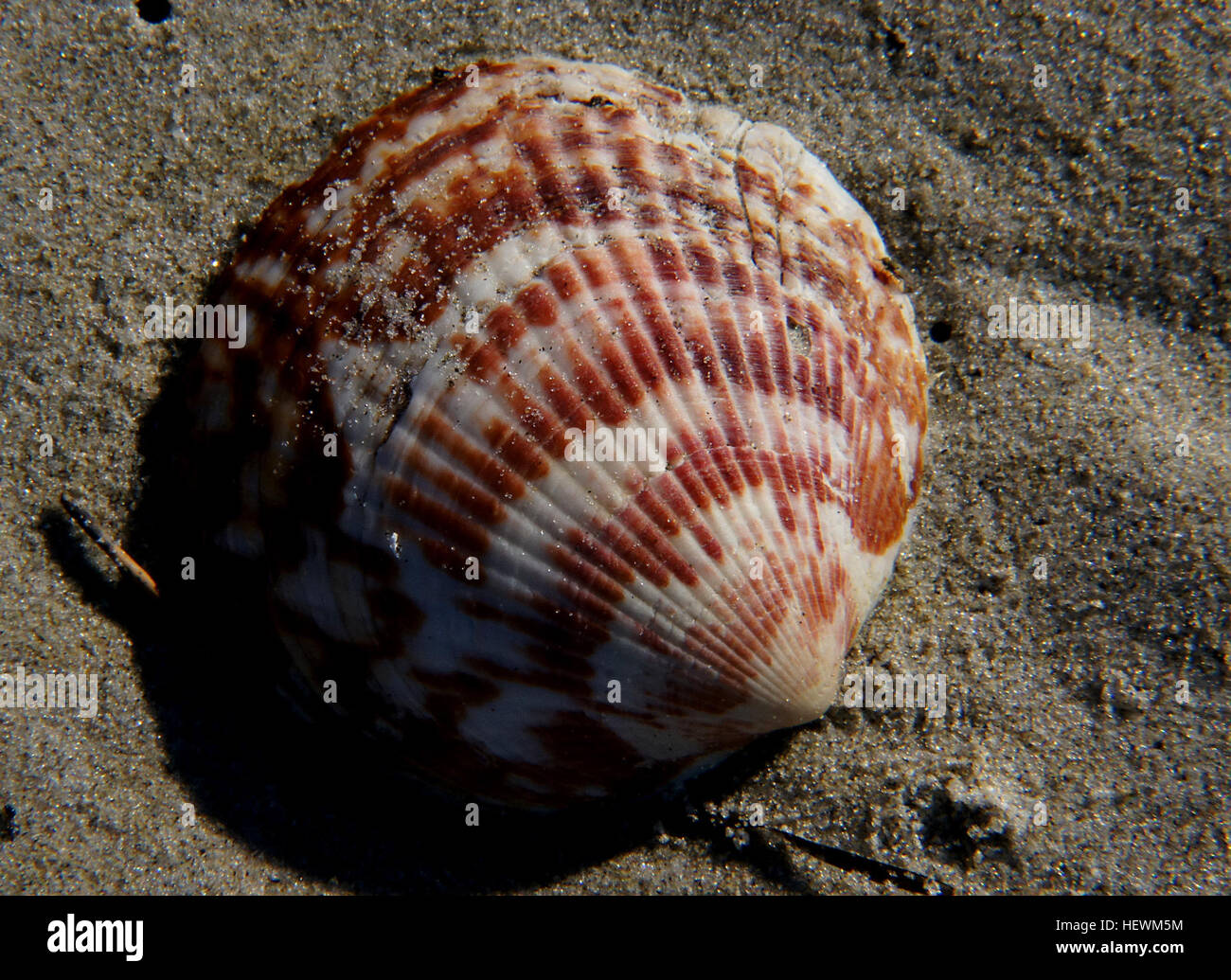 Image captures delicate beauty hi-res stock photography and images - Alamy