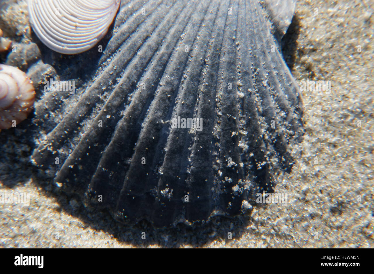 Detailed snapshot hi-res stock photography and images - Alamy