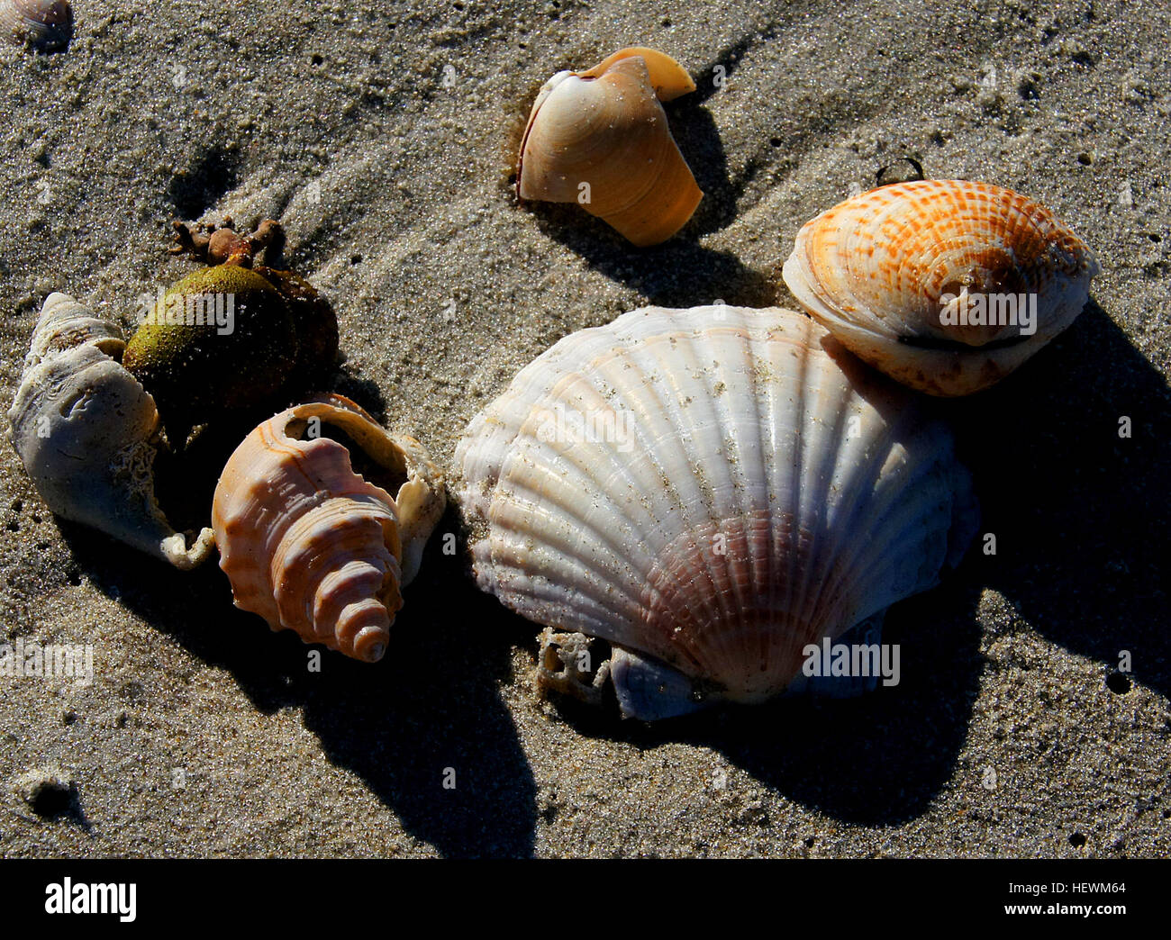 Sandy beach scene featuring hi-res stock photography and images - Alamy