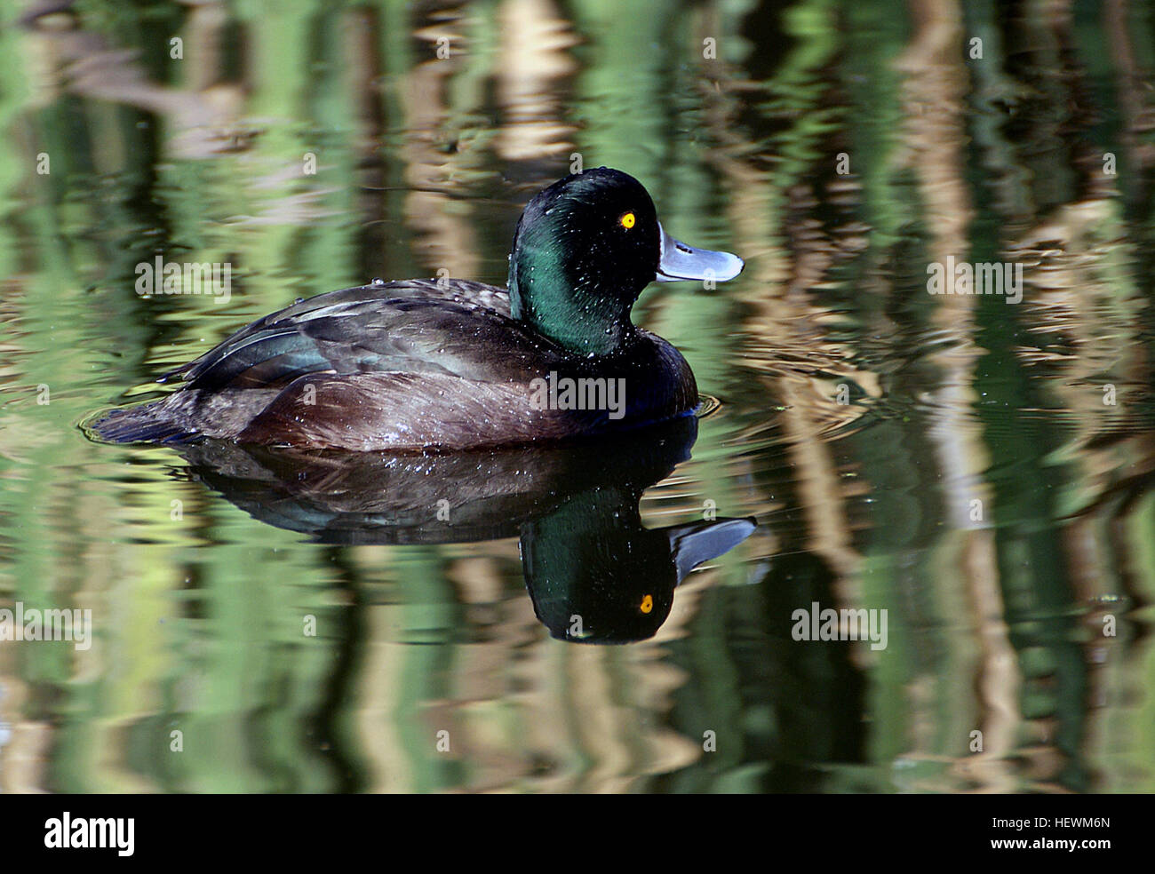 Birds that can dive into the water hi-res stock photography and images ...