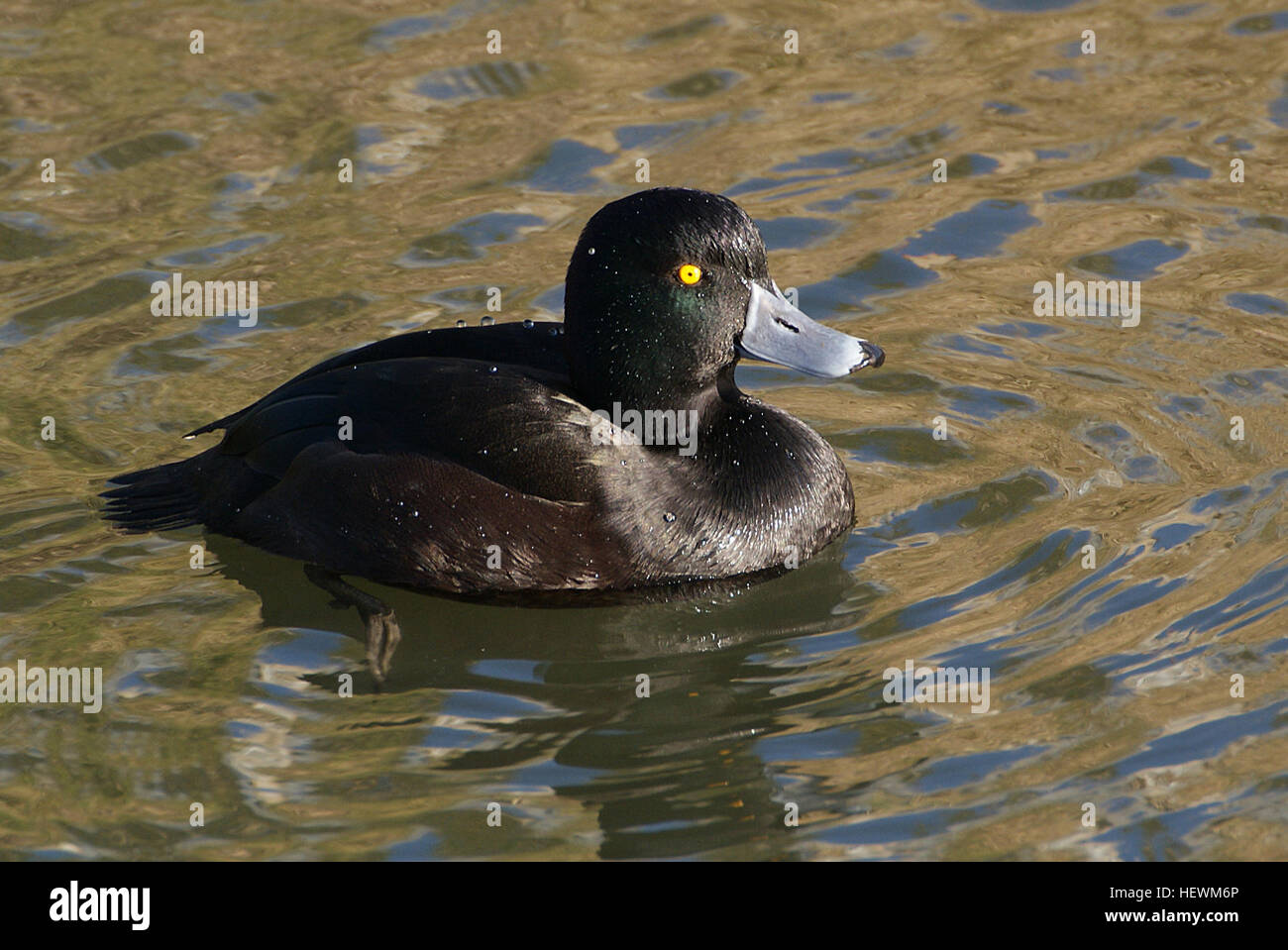 Mottling hi-res stock photography and images - Alamy
