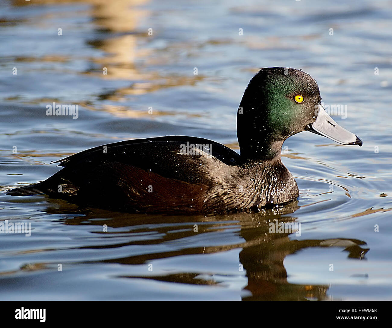 The photograph features a Daffy duck and a Scaup, both species of ...