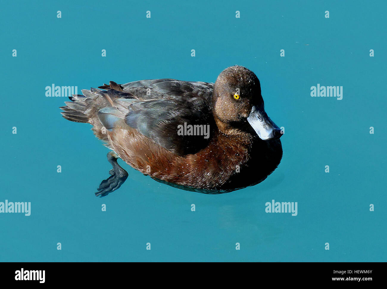 A new zealand scaup hi-res stock photography and images - Alamy