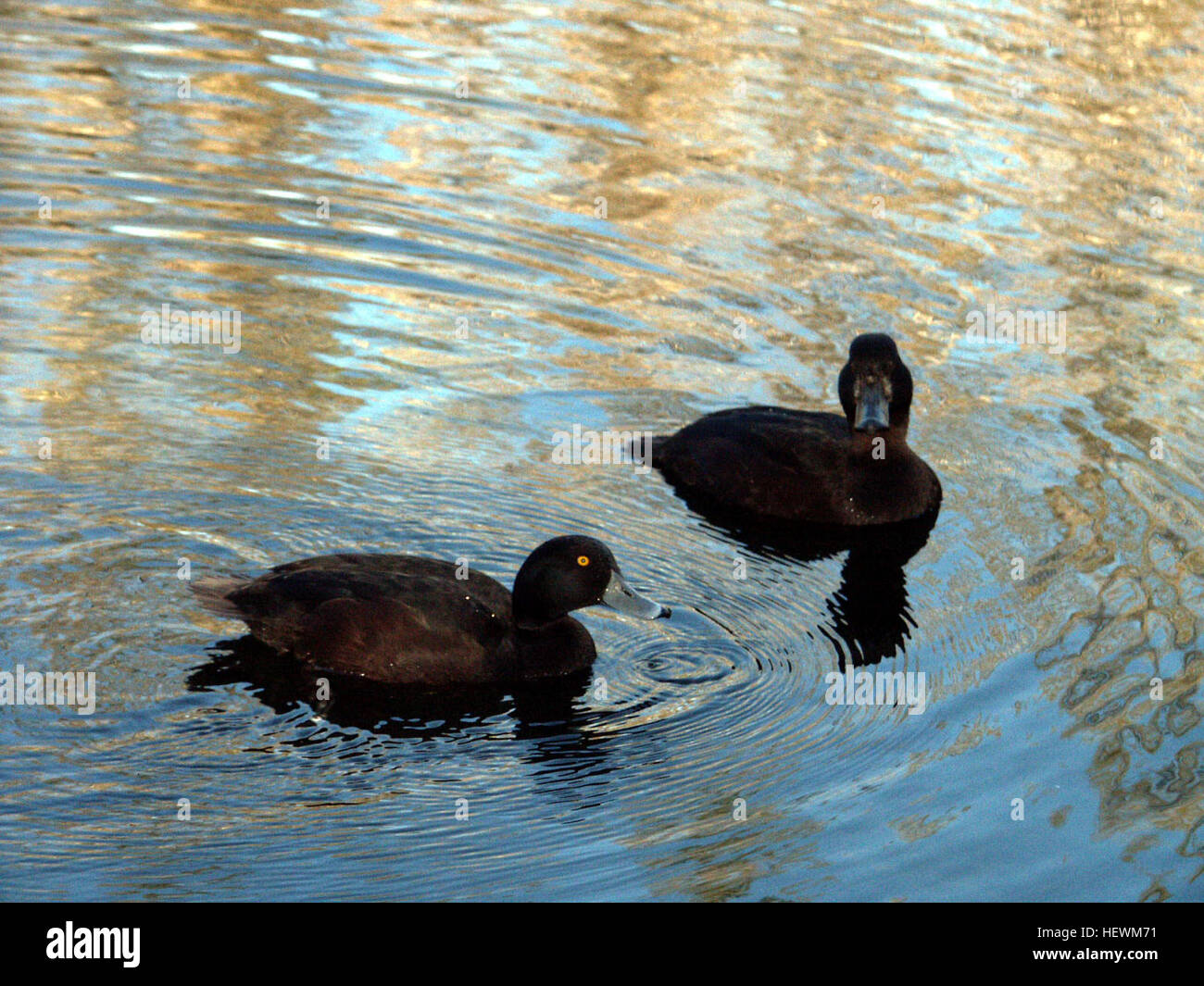 This photograph captures a Daffy, Scaup, and Yellow bird in a serene ...