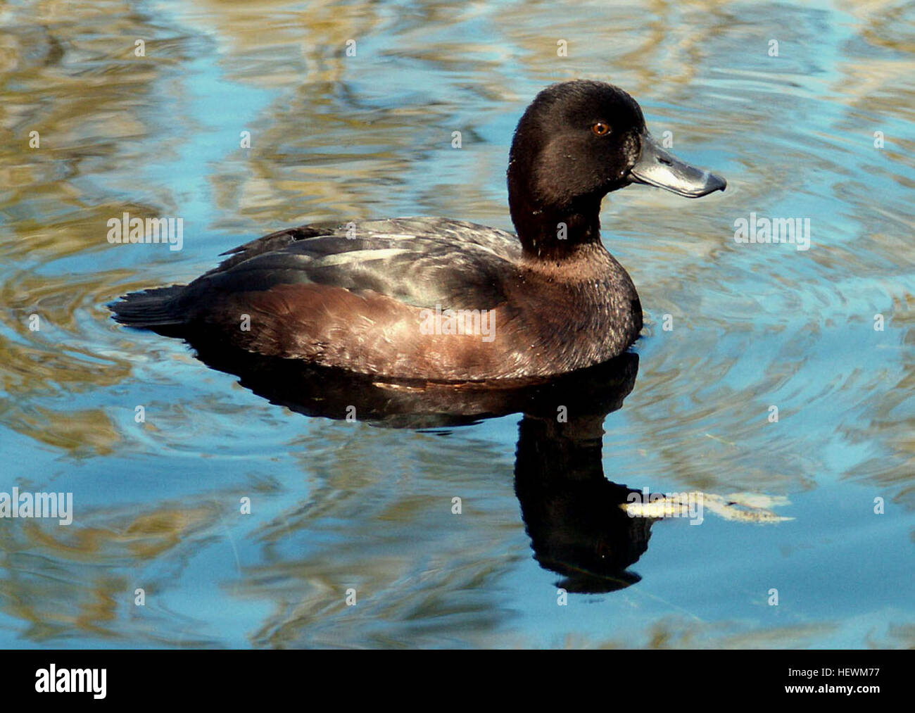 A close-up photograph of a daffy and scaup duck, highlighting the ...
