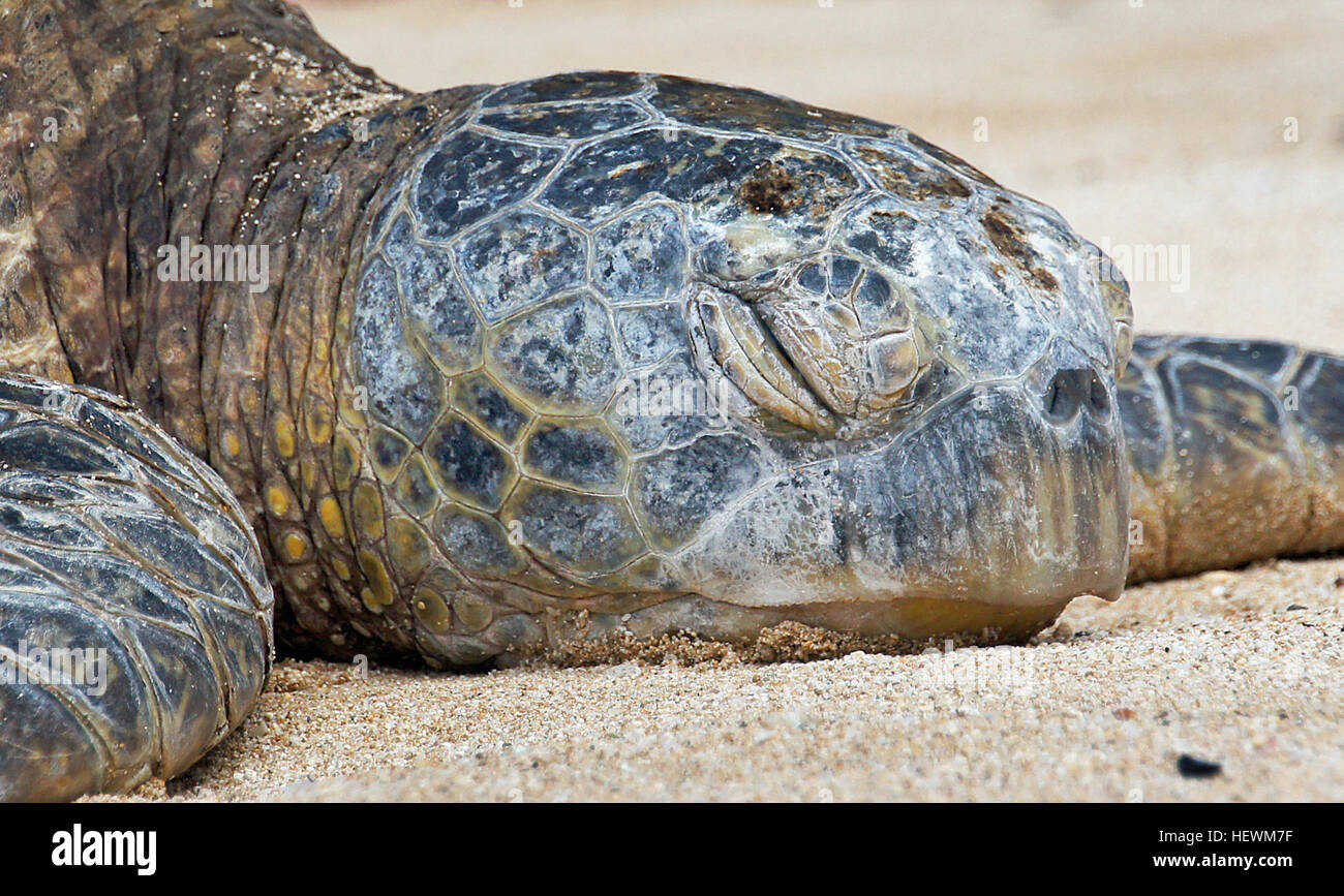 Brutus sea turtle hi-res stock photography and images - Alamy