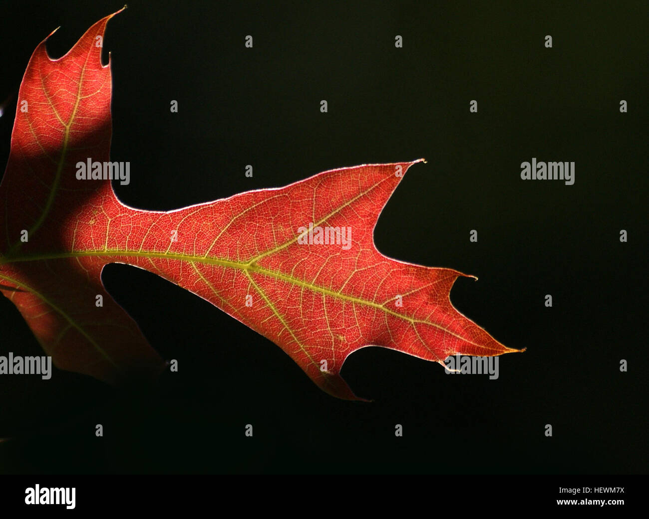 A photograph of a red autumn leaf, capturing the vibrant colors of fall ...