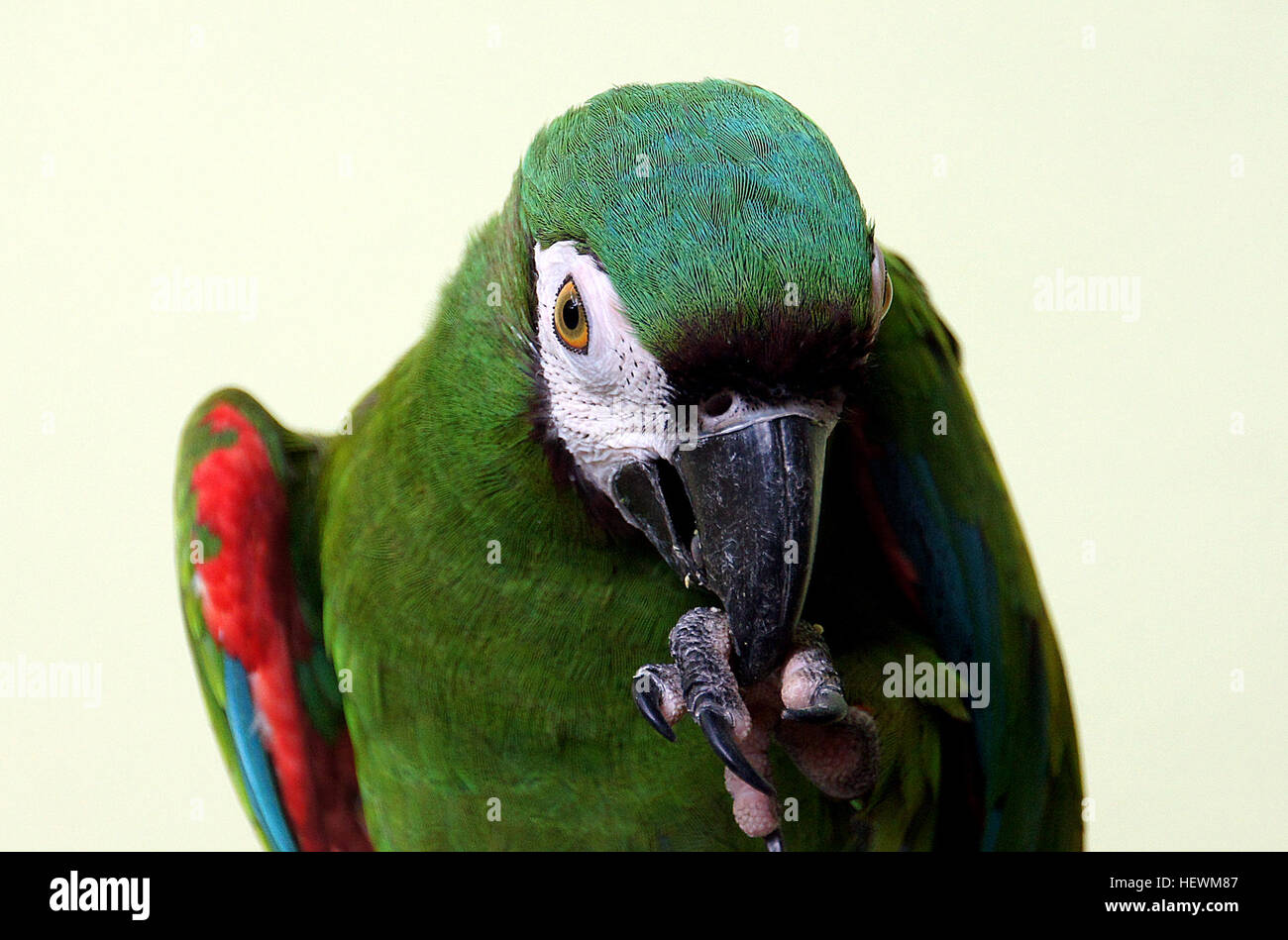 Chestnut fronted macaw ara severus hi-res stock photography and images ...
