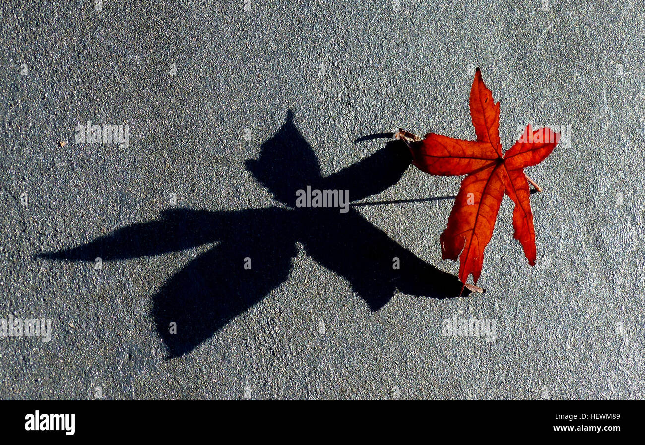 This explanation highlights the role of chlorophyll in leaves, the ...