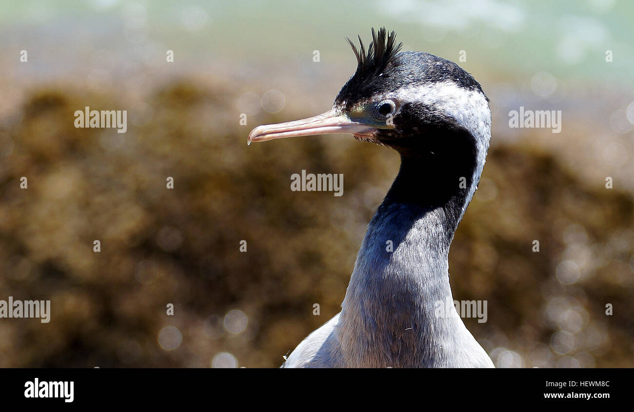 A spotted shag in breeding plumage, showcasing its distinctive double ...