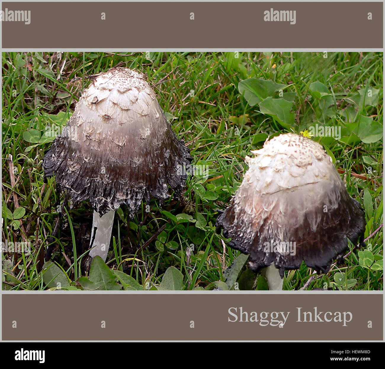 This photograph showcases Shaggy Inkcap fungi, scientifically known as ...